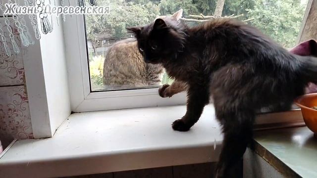 09-07-2025 Приучаем взрослого кота к новой семье