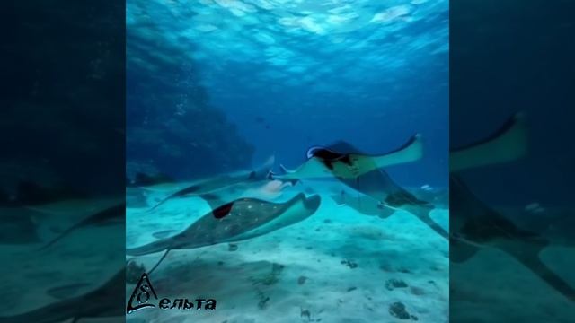 Доброй ночи