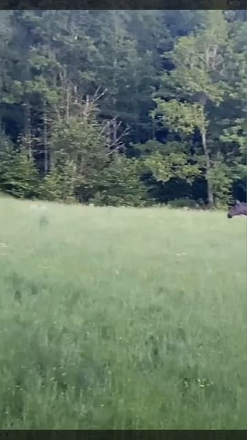 Такое редко увидишь