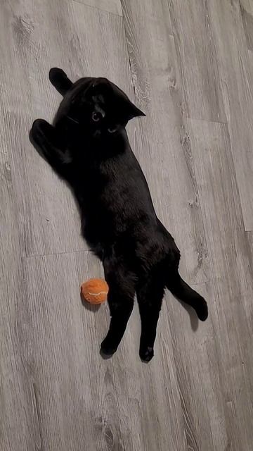 Котик Василий #cat #chat #cats #catshorts #catlovers #catvideo #funny #funnyvideo #funnyshorts