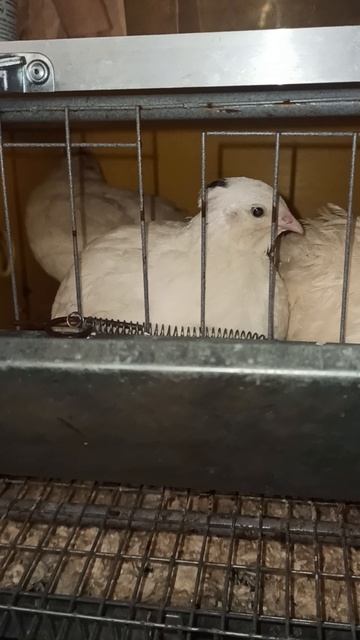 Звуки перепелов 28/07/25 Охлаждаю птичек #техасскийперепел