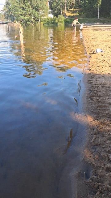 Öjaren relax. Красивое шведское озеро. Вода 25 градусов.