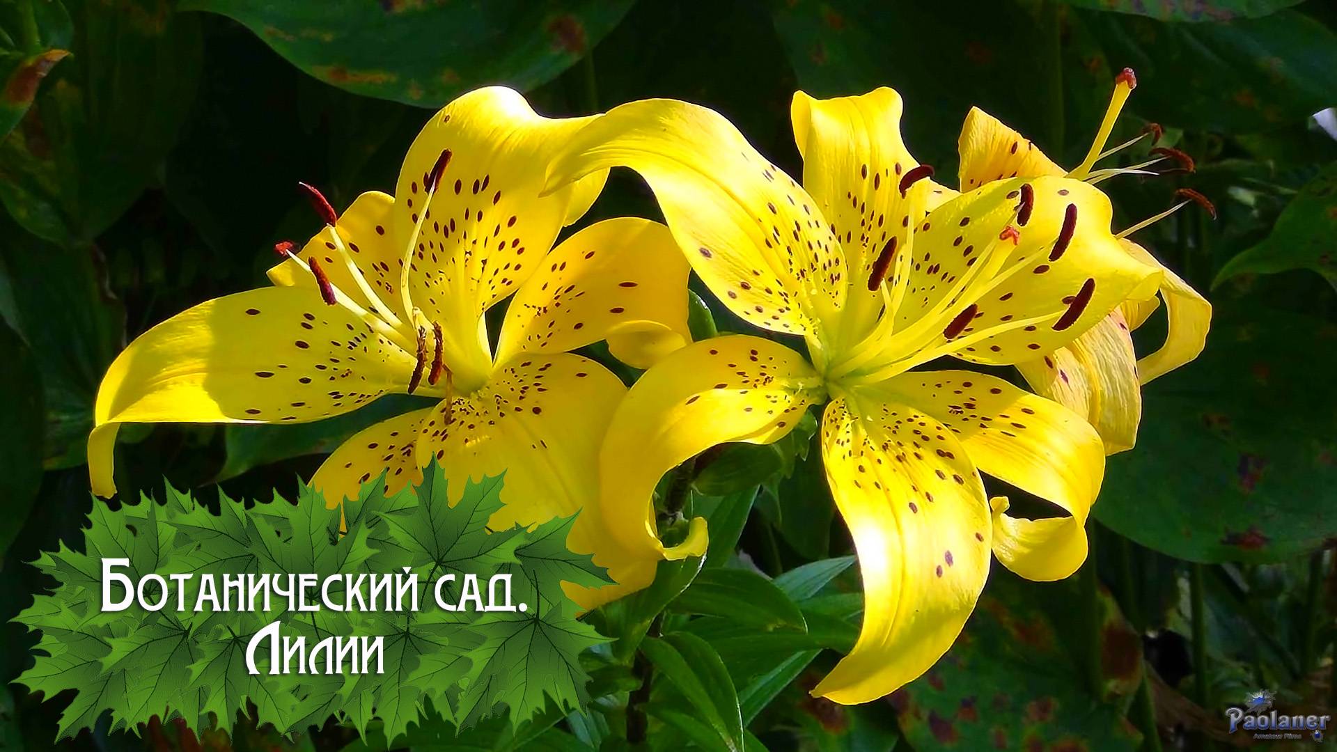 Ботанический сад. Лилии (2025)