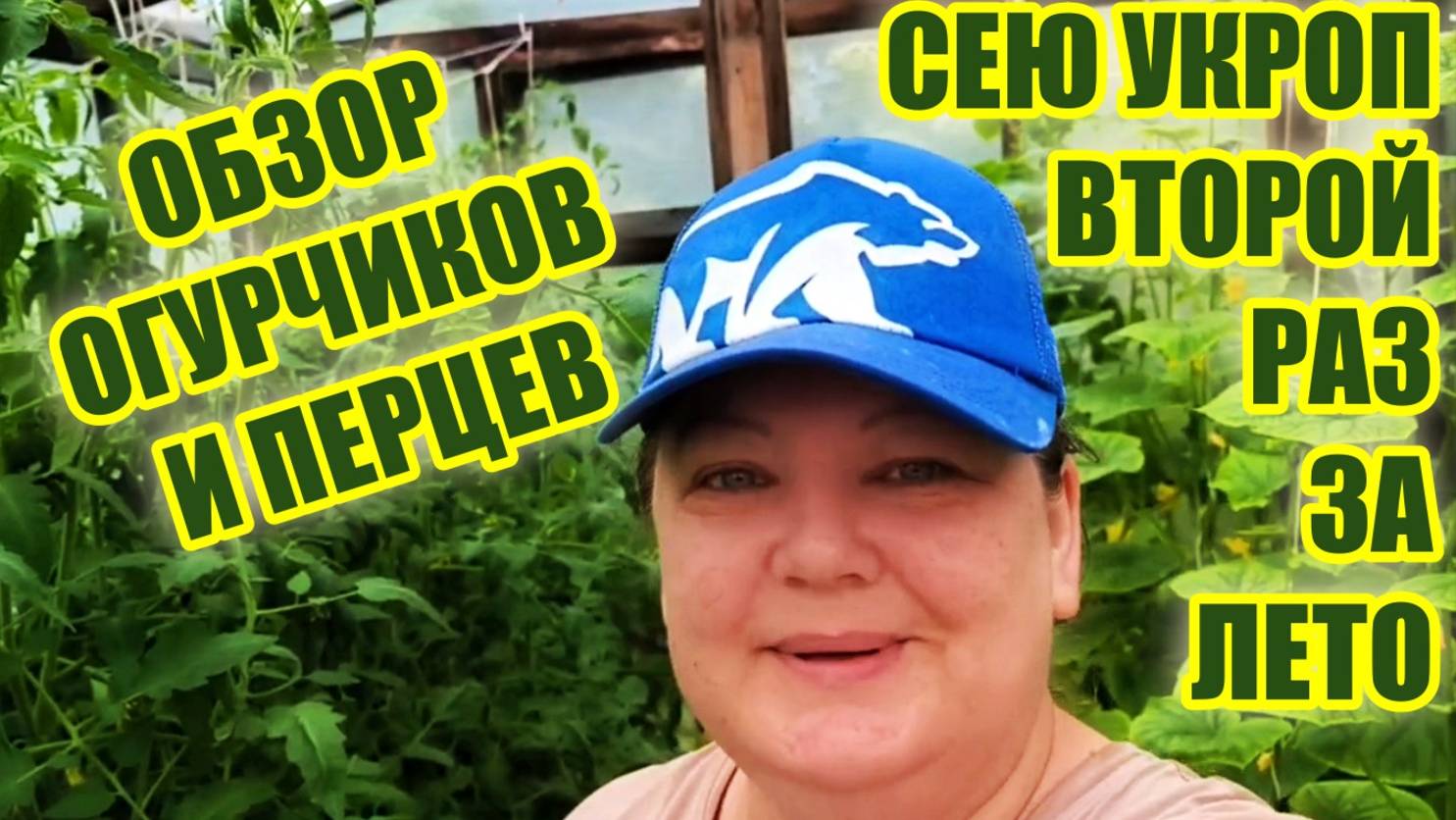 Укроп второй посев и обзор выращивания огурцов в теплице