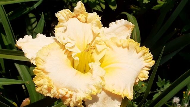 лилейник WONDER OF IT ALL