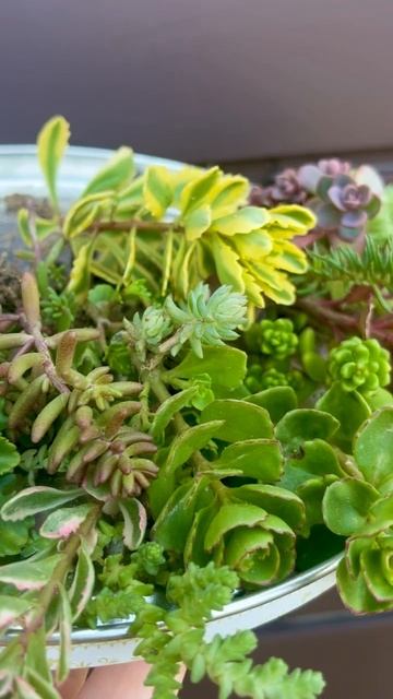 Седумы / очитки набор 12 сортов / Отправка по России / Заказ через телеграмм