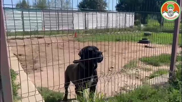 26.07.2025 Выезд Мототерапии к собакам
