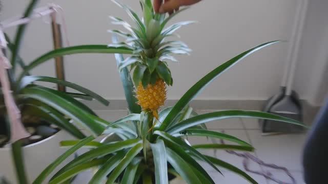 Снимаем спелый ананас. Pickıng A Ripe Pineapple
