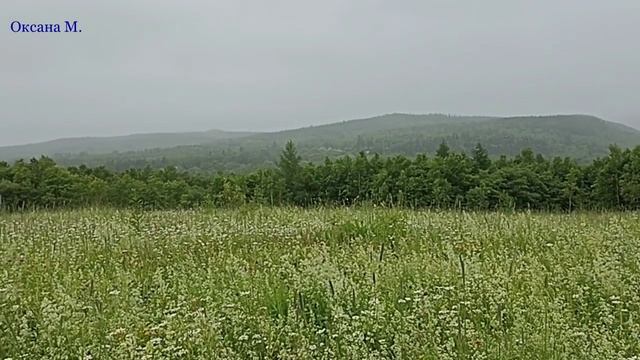 Лесные ягоды, грибы, цветы. Сахалин