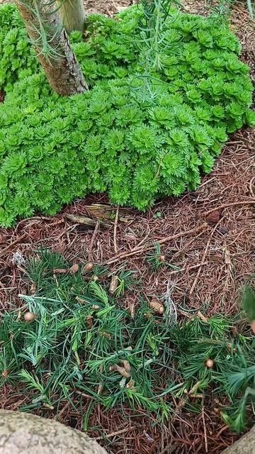 Мульча для приствольного круга.