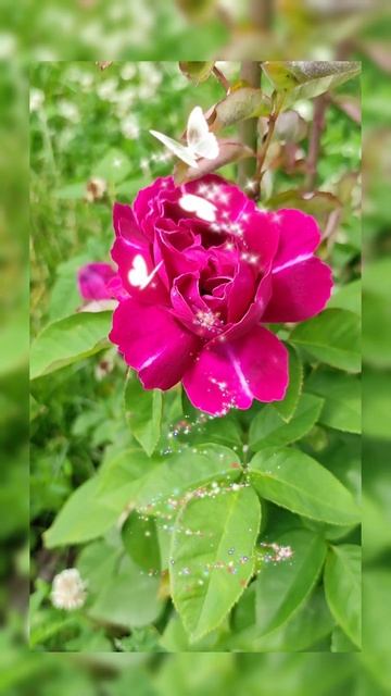 Лето. Розовое настроение!