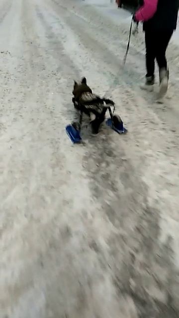 Тимофей встает на лыжи!