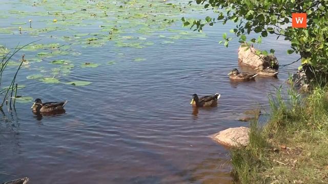 Видезарисовка «Лето в Выборге»