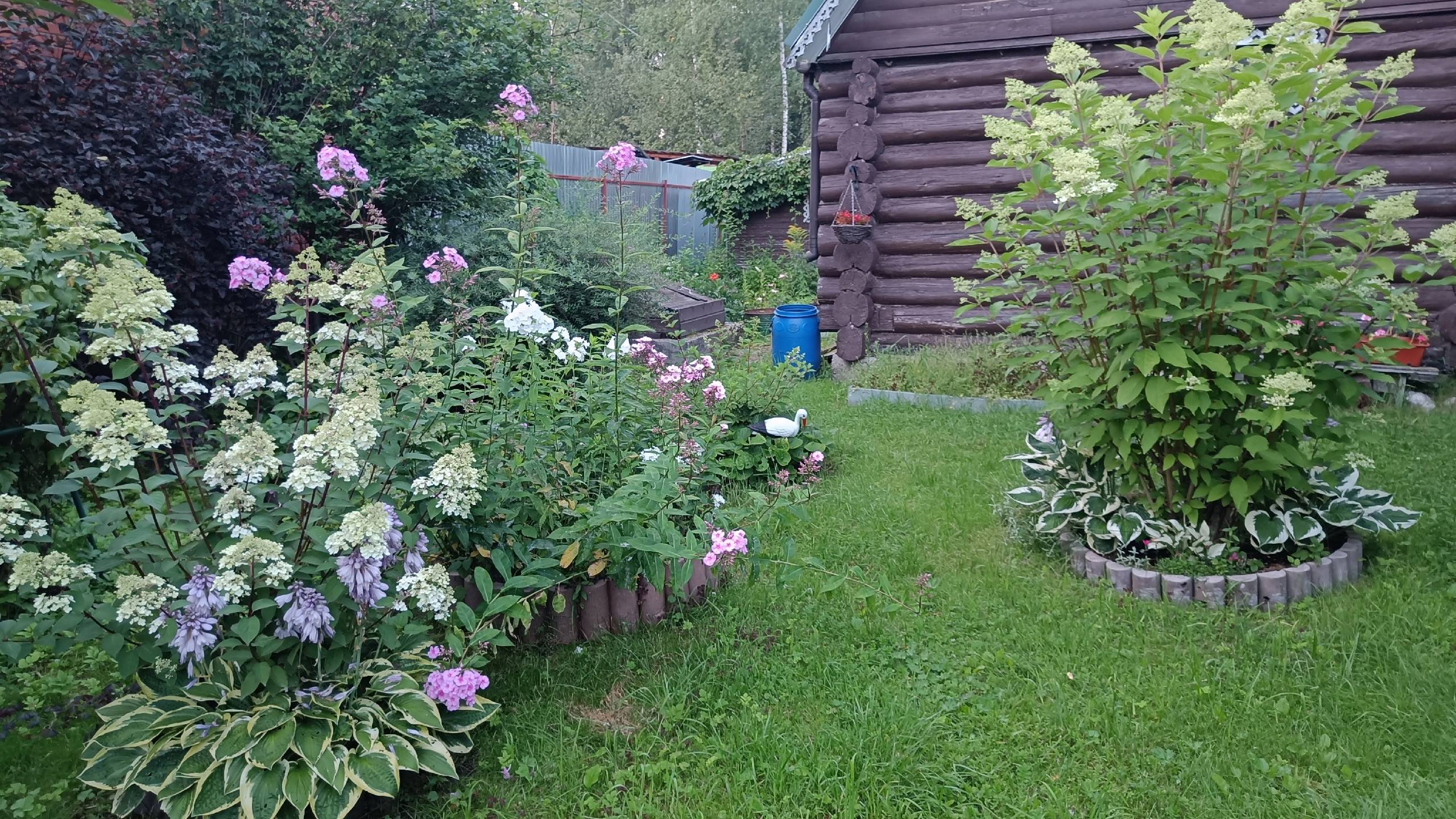 Лето 2025: Вечерний сад в июле. Собираю букет