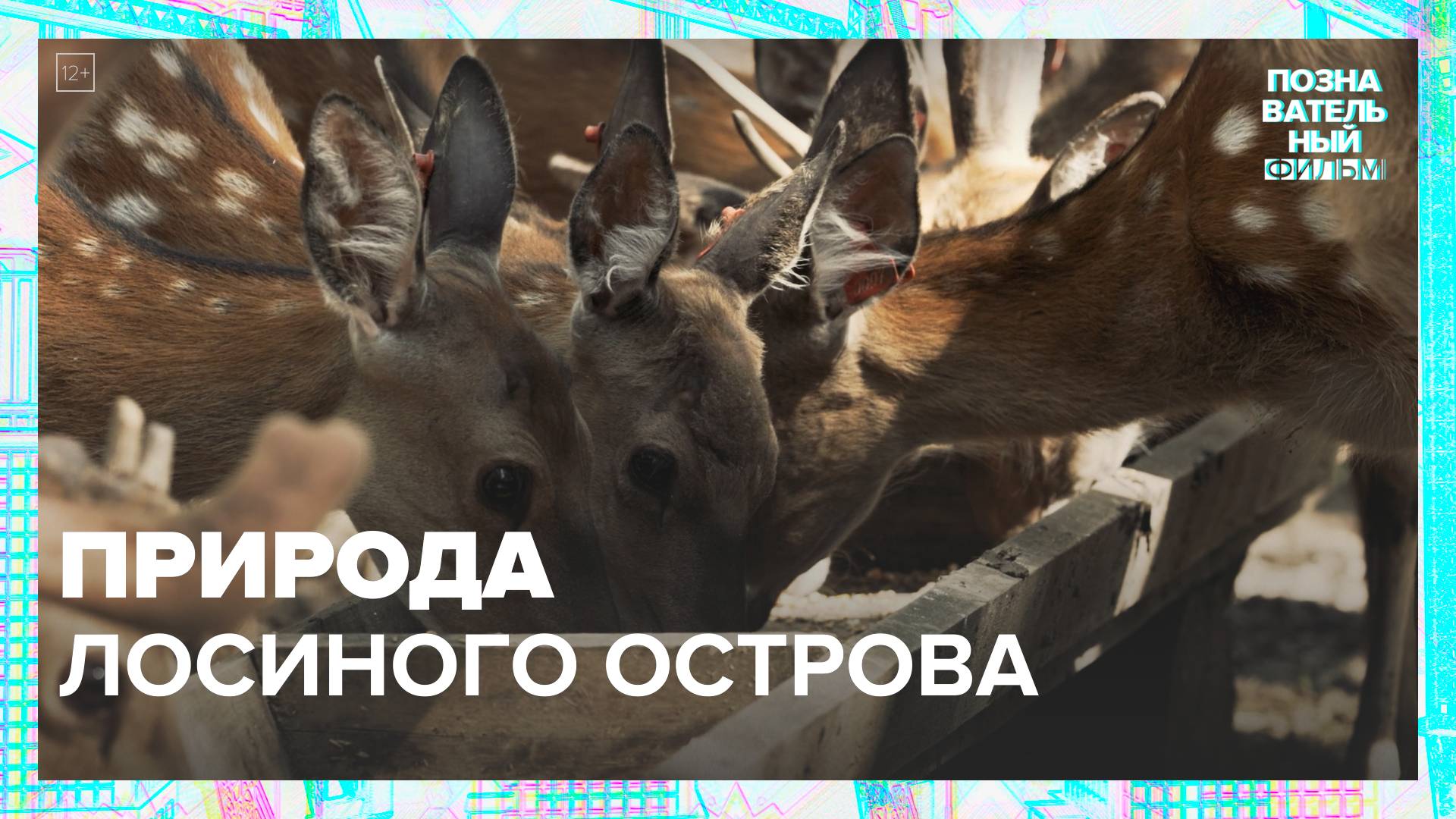 Как устроен парк «Лосиный остров»? | Познавательный фильм — Москва 24|Контент