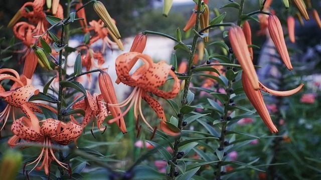 Огородные зарисовки. Иволга старается - поёт.