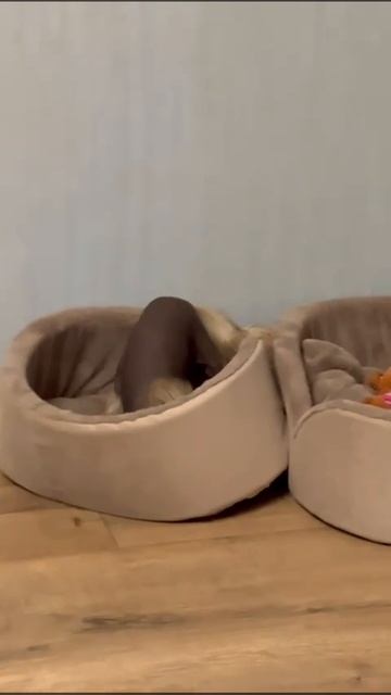 Девочки КХС