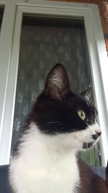 #кот #кошки #юмор #юморок