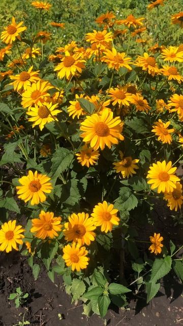 Цветок  Гелиопсис многолетний