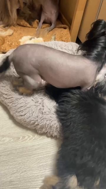 Наши девочки Грэйс (пух, 4 месяца) и Вика (1,5 года).