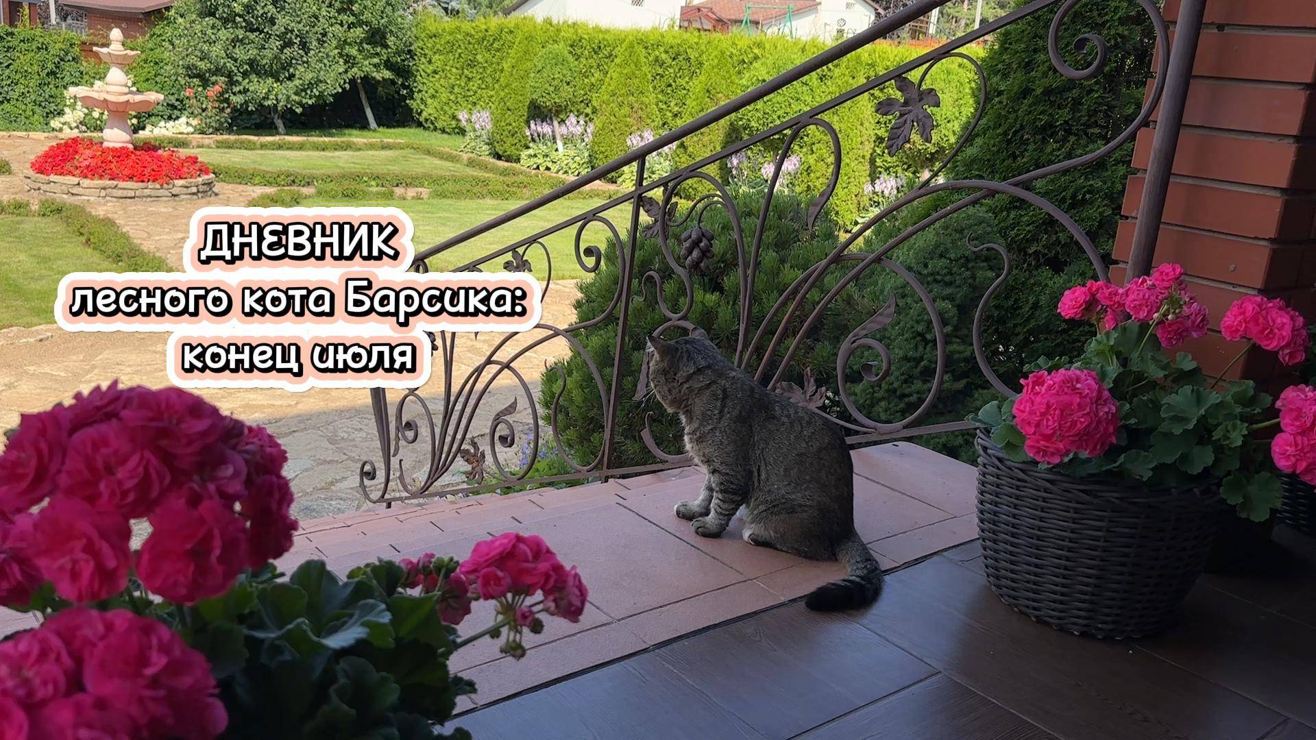 "Барсик и бабочка Махаон": релакс-видео.