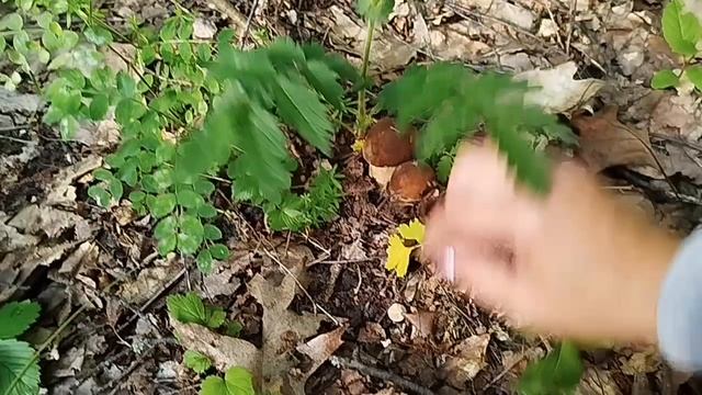 Волшебный фильм