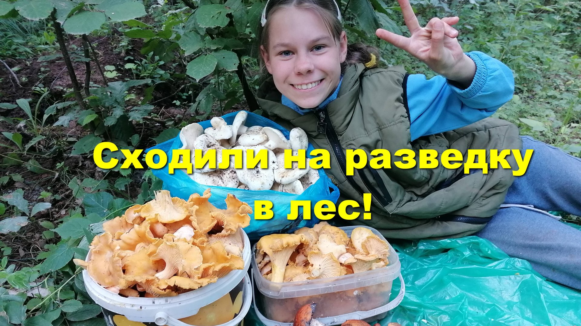 За ГРИБАМИ в лес. Грибов хоть косой коси!