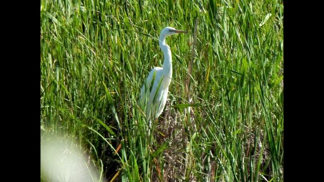 Цапля белая белая(слайдшоу)