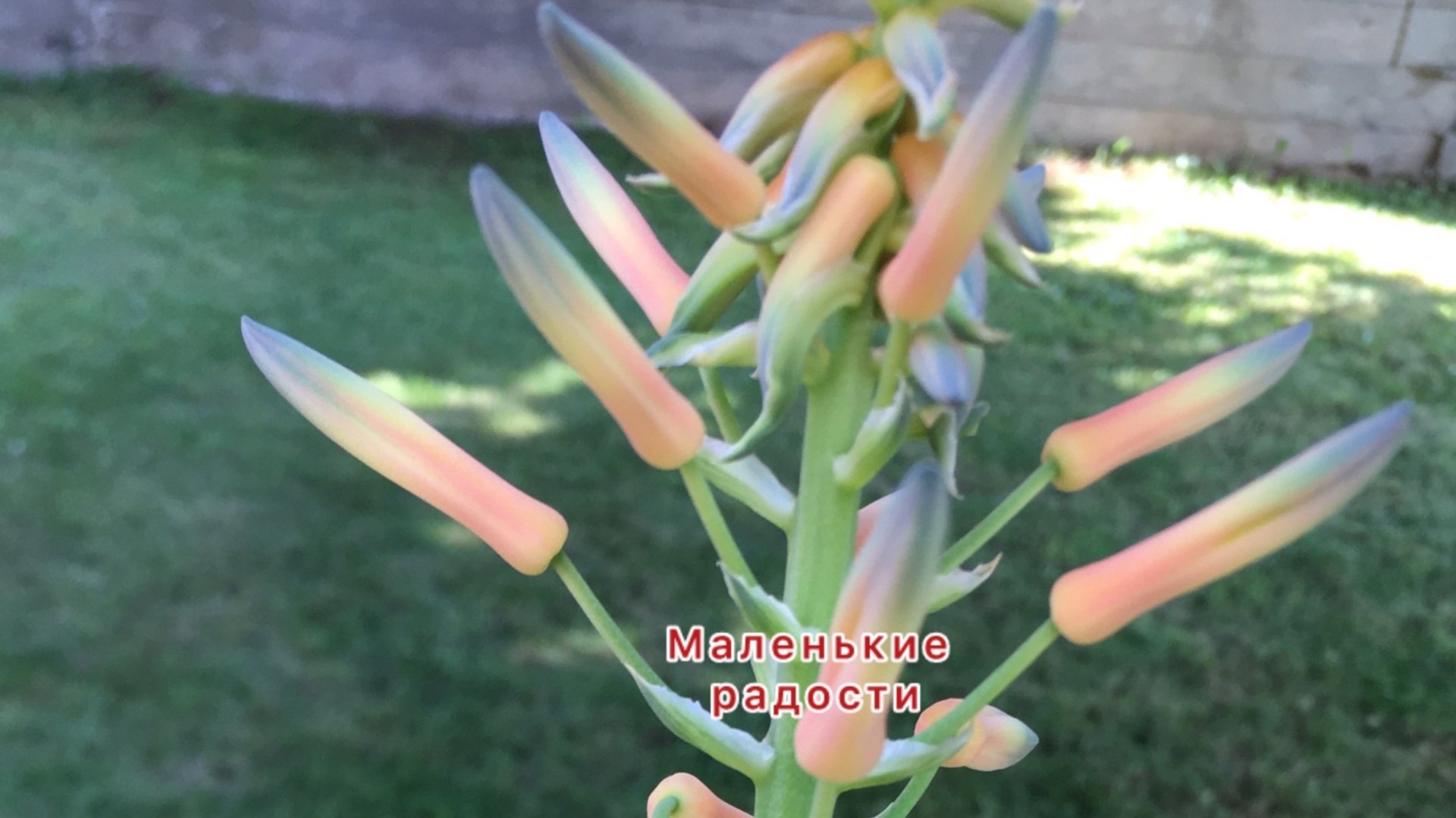 Маленькие радости продолжение