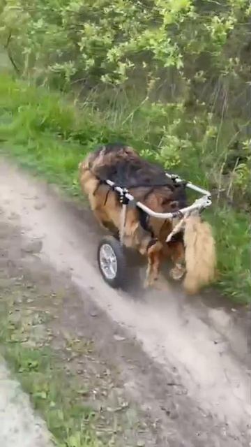 Чейз из Гусь-Хрустальный