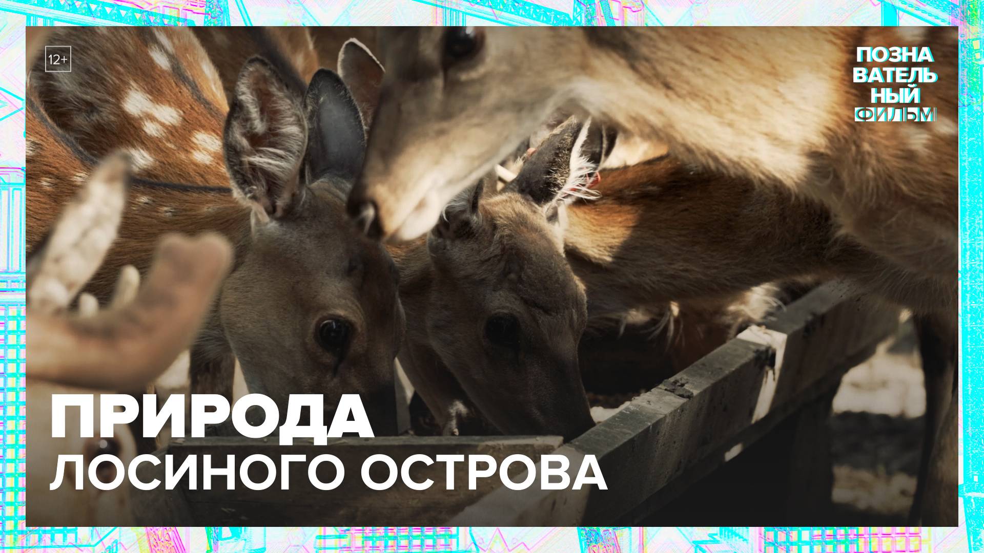 Как устроен парк «Лосиный остров»? | Познавательный фильм — Москва 24|Контент