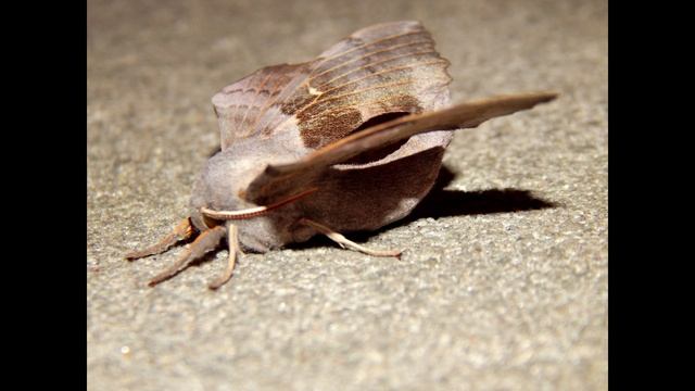 Бражник сосновый, тополёвый Бабочка(слайдшоу)