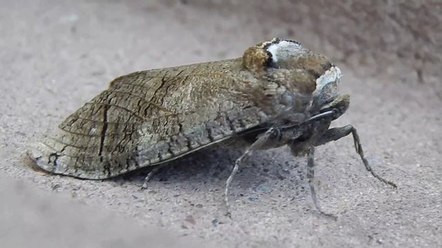 Древоточец пахучий Бабочка Крупная ночная бабочка из семейства древоточцев Размах крыльев до 10 см