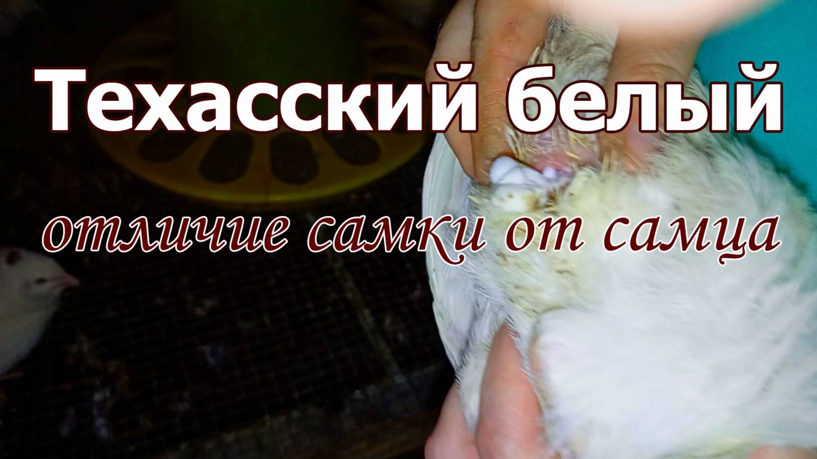 Как определить пол перепелов. Советы и секреты успешного разведения птиц