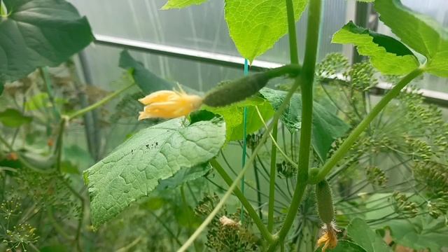 Почему желтеют завязи у огурцов - показываю проблемный куст и разбираю причины