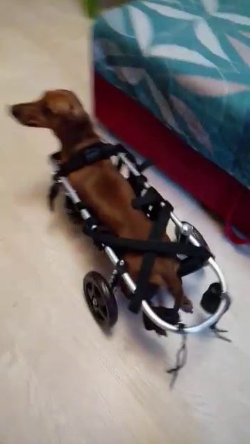 Умка из Мурманска