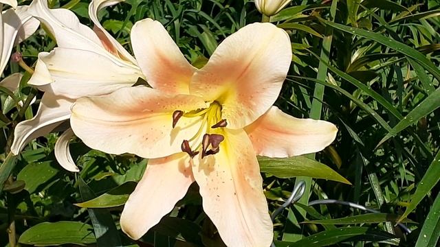 лилия ЗЕЛЬМИРА