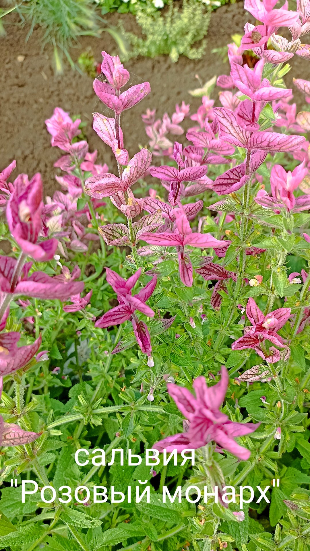 Сальвия "Розовый монарх"