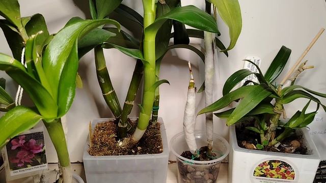 Дендробиум фаленопсис. Уход в домашних условиях от А до Я Пересадка, грунт, удобрение. Часть 2.