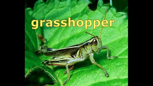 Английский 5 класс SPOTLIGHT. Слова модуль 5 ч 6