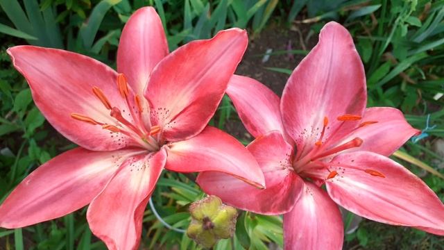 лилия ФЕОКТИСТА (Vlasova' 2025)