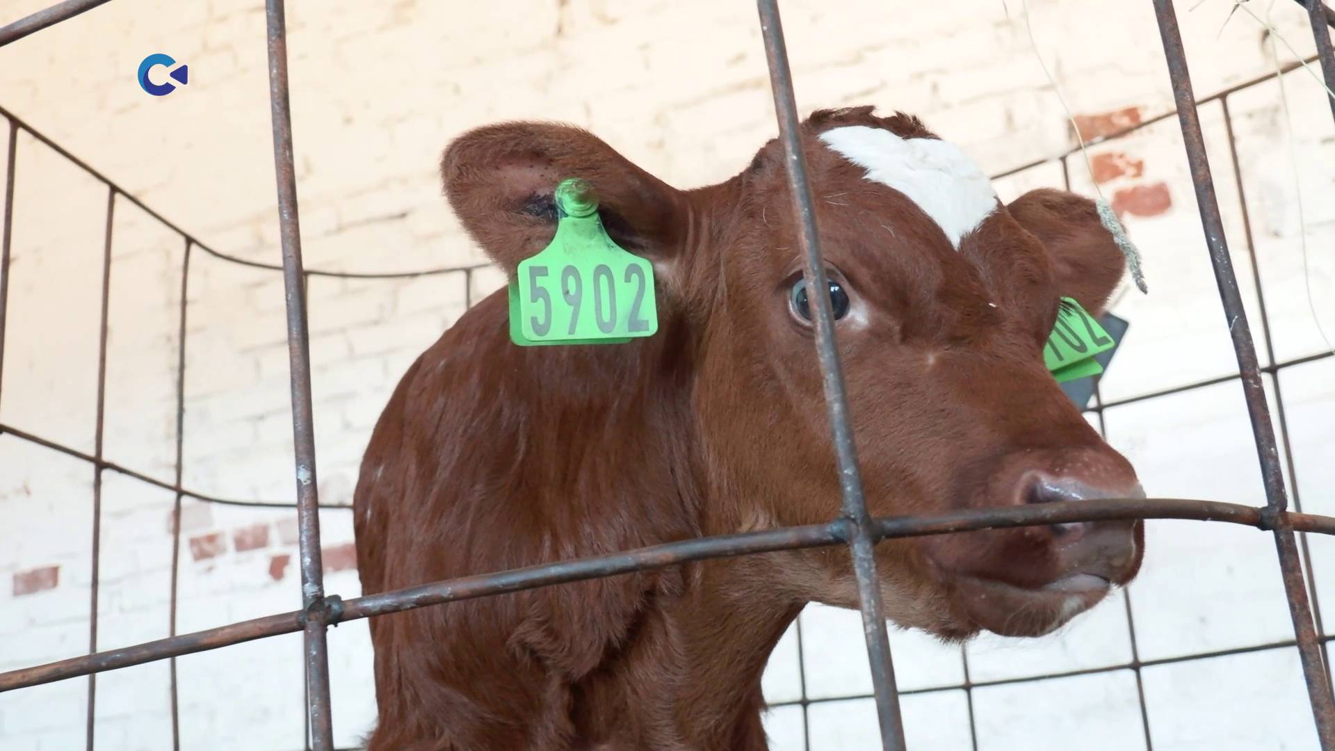 В совхозе «Эссойла» на свет появились 7 телят айрширской породы