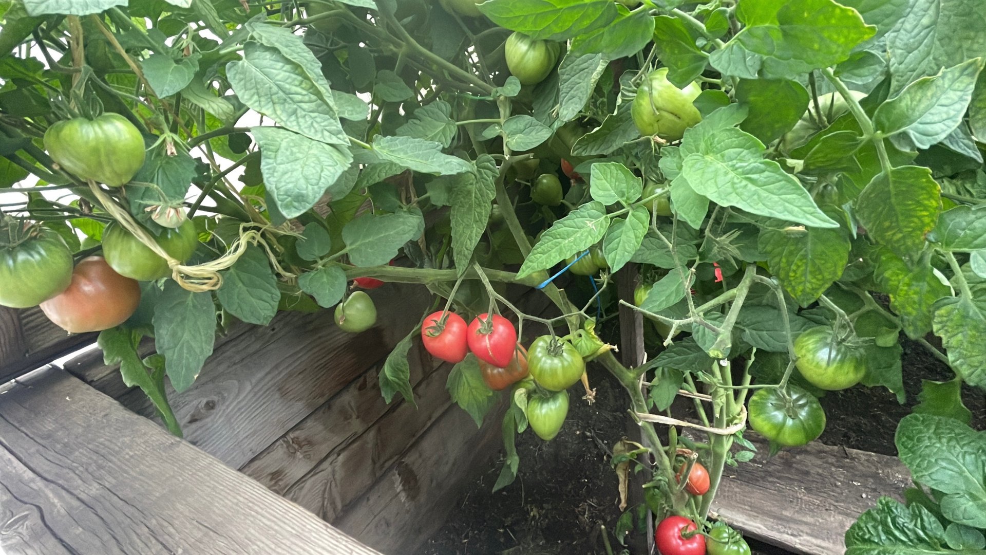 Урожай томатов не нравится!
Обзор томатов в теплицах, парниках и в открытом грунте.