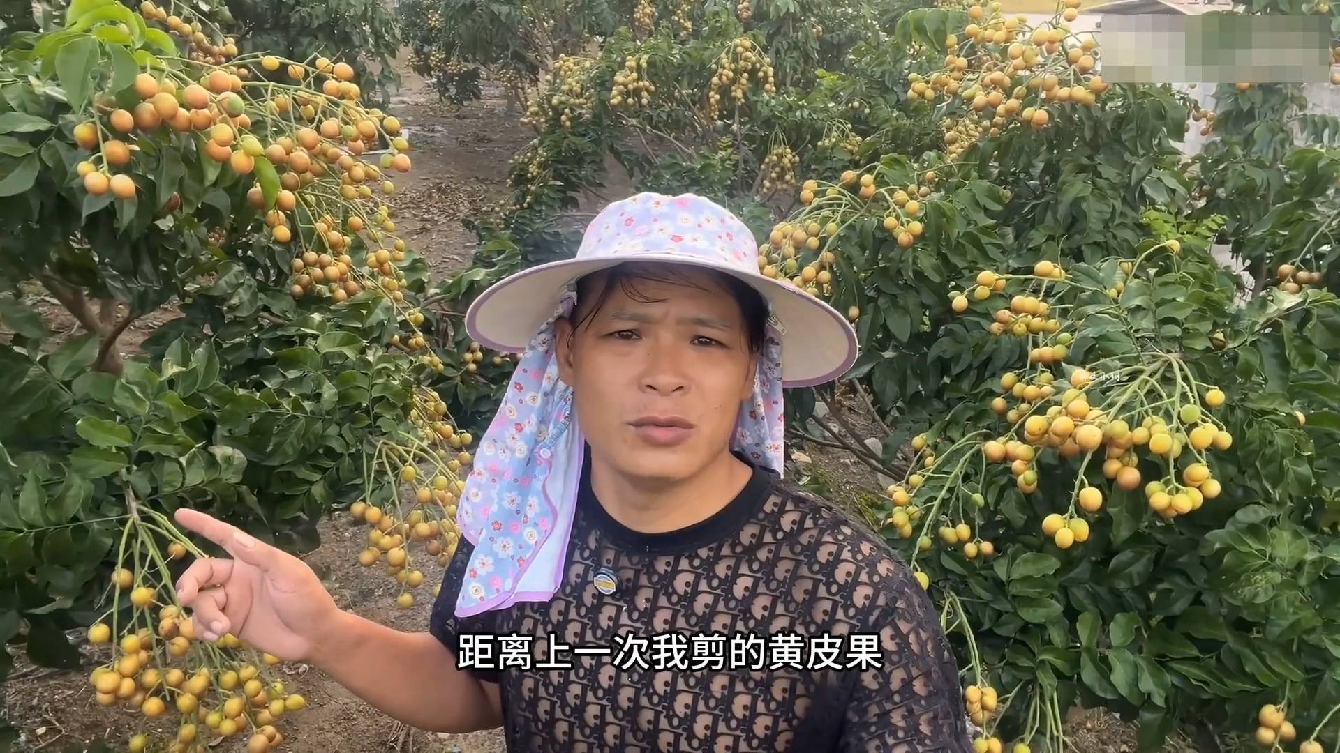 Сяо Хэ из Цяотоу - Фруктовый рынок пережил внезапные большие перемены, идет ценовая война