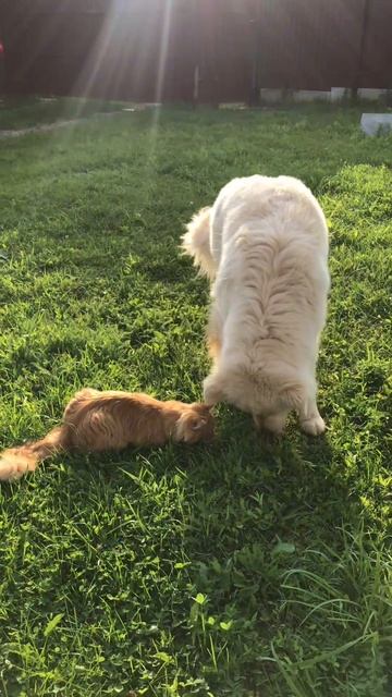 Альфушка и Ричик