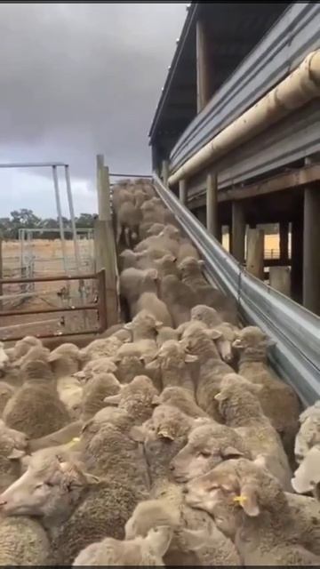 ДПСНИК РАЗРУЛИЛ