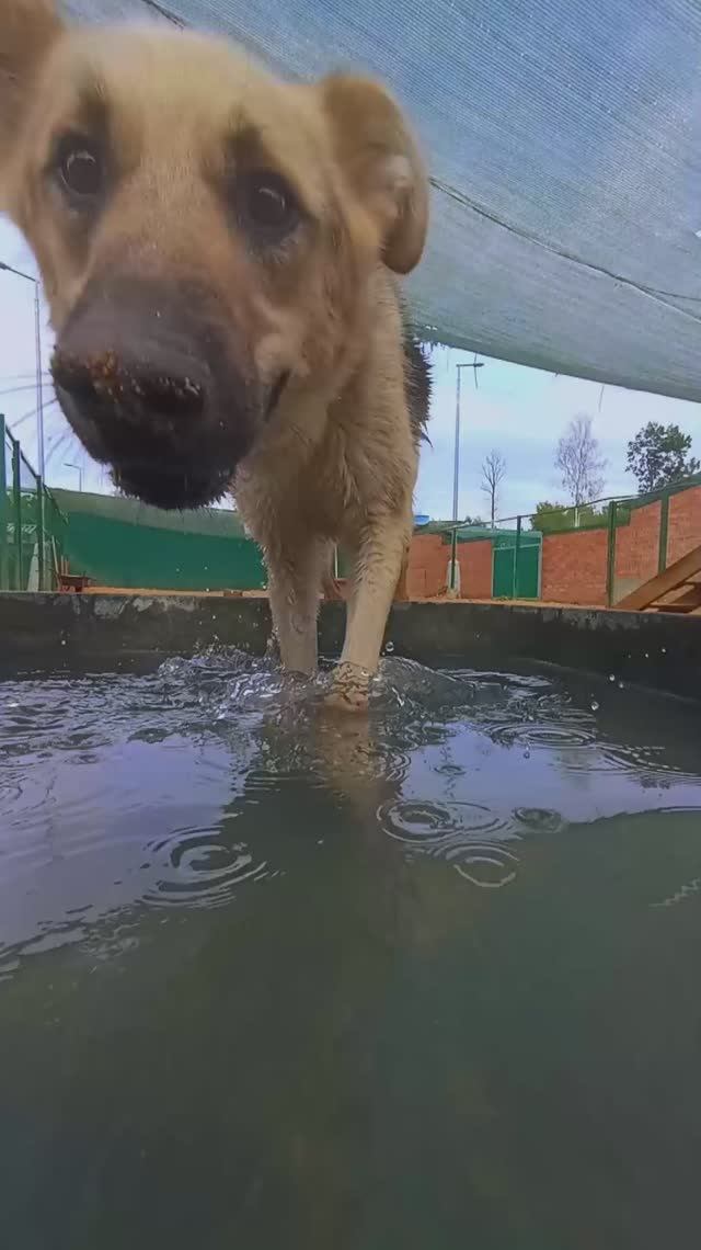"Где ватерлиния Шанса?"😁 ❥ Приют в Малинках