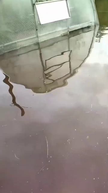 Дожди...затопило огород