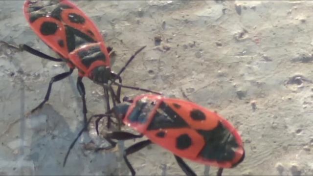 общение жуков