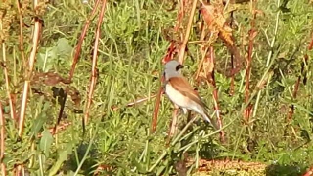 Чекан луговой